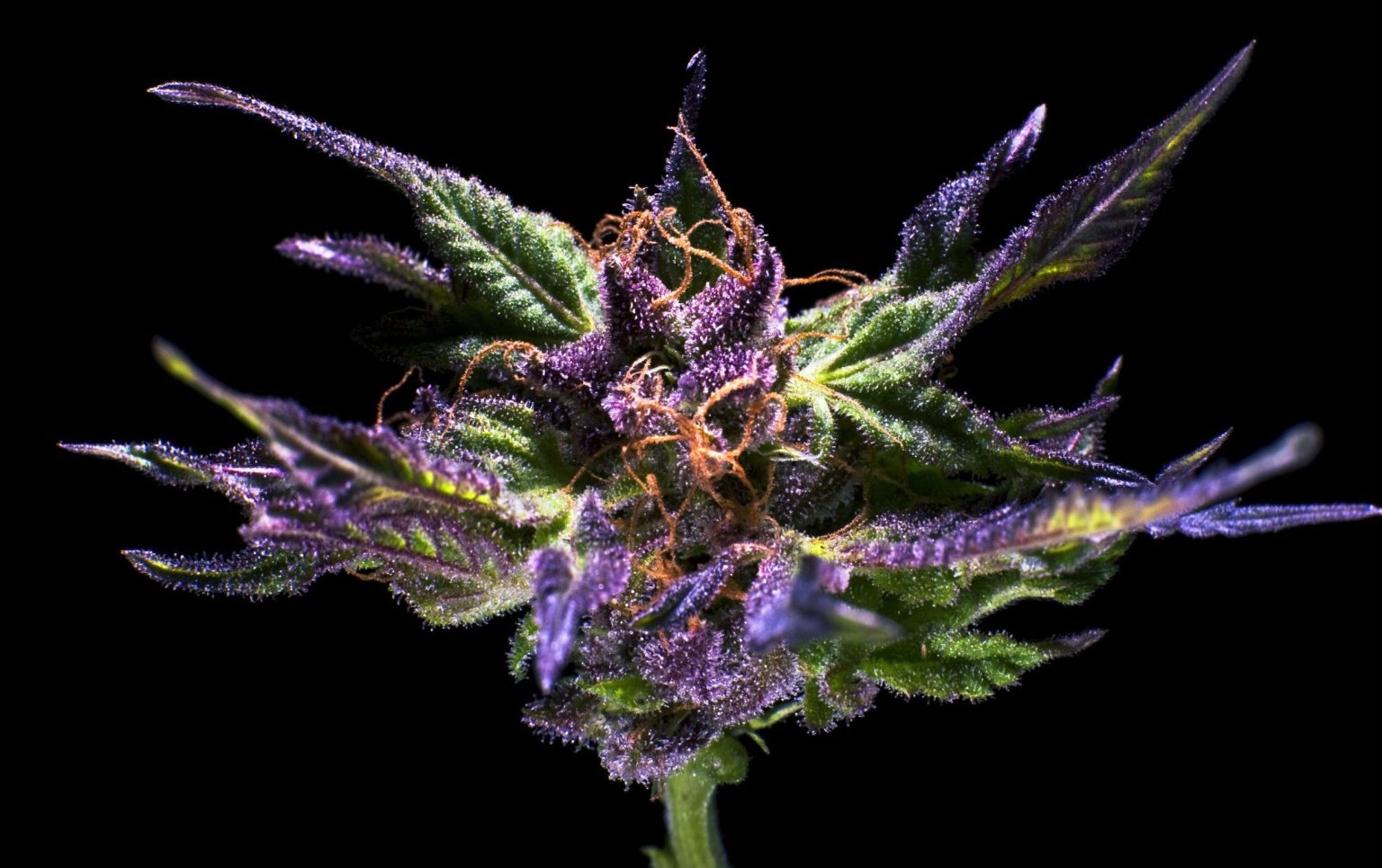 420 Accessories – Cannabis Supply Store | Akira 420